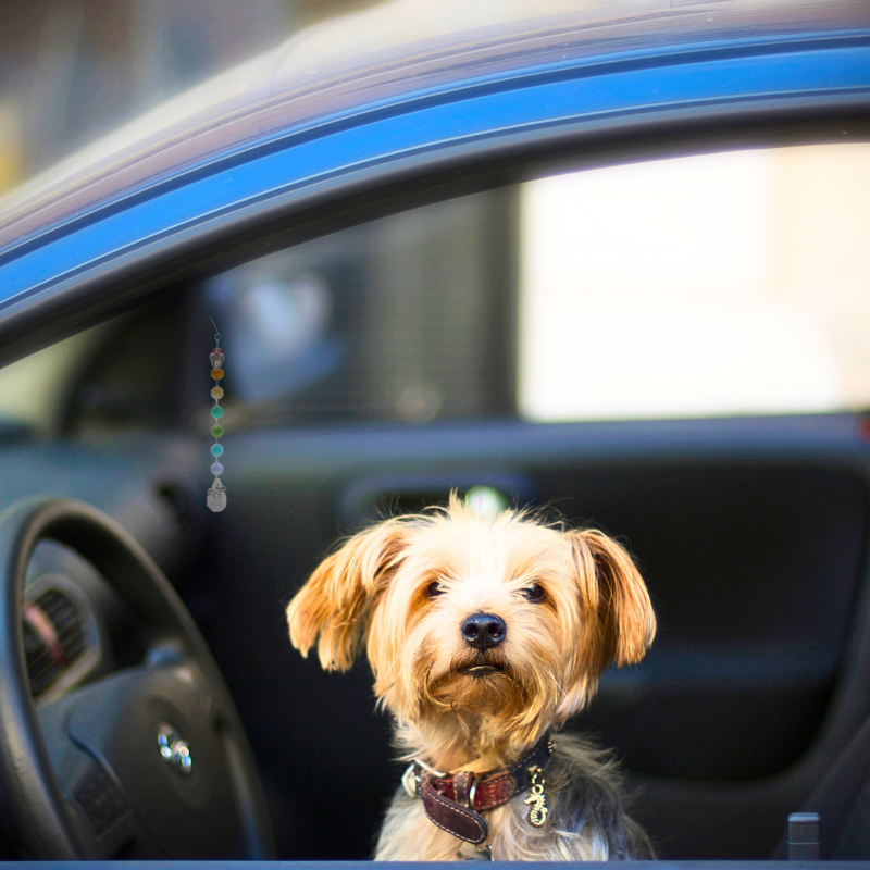 A Dad and His Dog: Amped for August – Pet Perennials