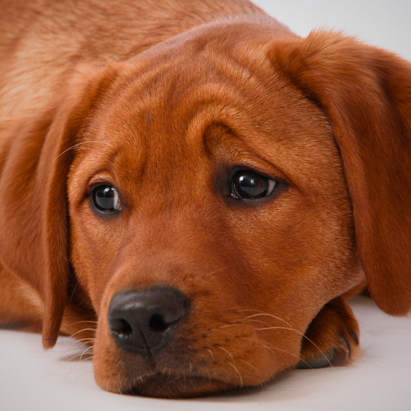 Pets Mourn the Loss of Their Animal Companions Too