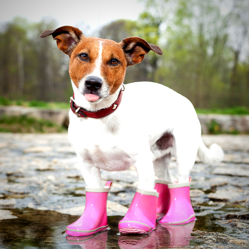 A Dad and His Dog: April Showers and Dog Growlers