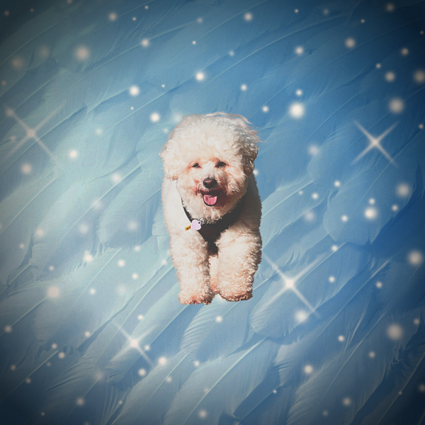 When Loss Is an Opportunity for Growth by Ann Hoff