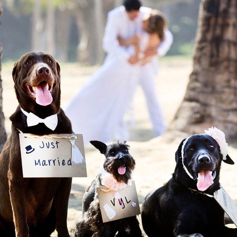 Dogs In Weddings? Is it A Trend or Here to Stay?