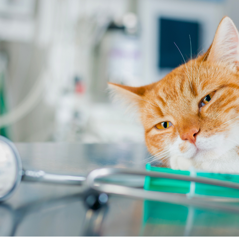 Pet End-of-Life Decisions: A Compassionate Guide | PetPerennials