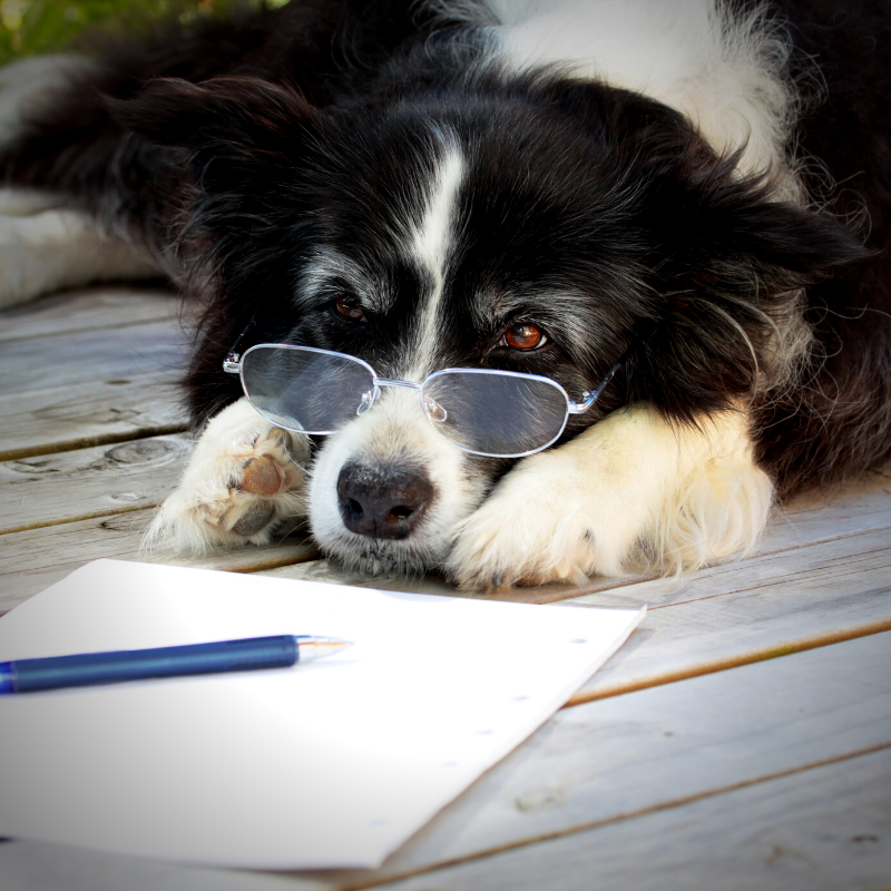 Dog Writing A Letter