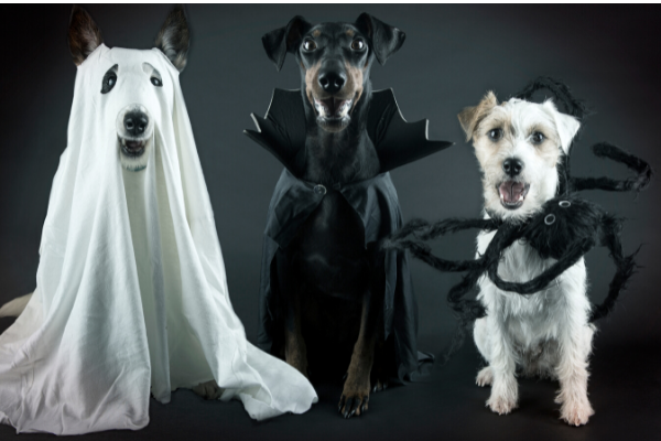 A Dad and His Dog: Halloween Hounds