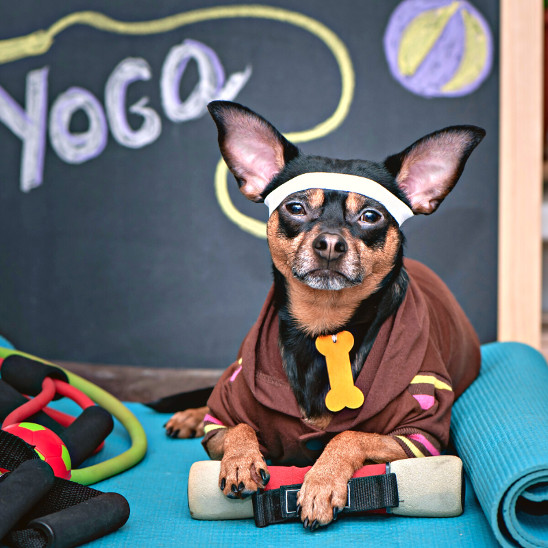 Making the Most of Your Pet's Life: How to Further Their Longevity