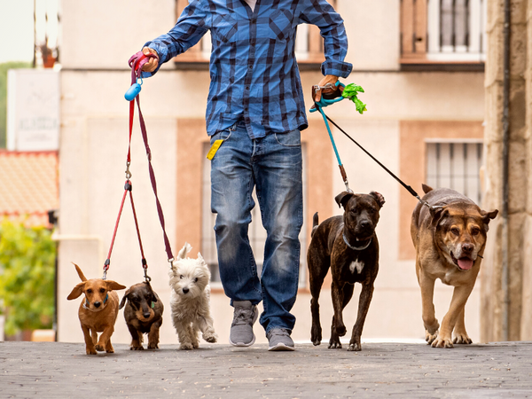 Dog Breeds In Balance With Your Lifestyle