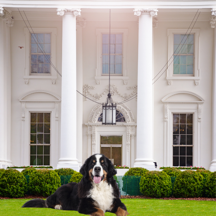 Presidential Paws: Remembering White House Pets on President's Day ...