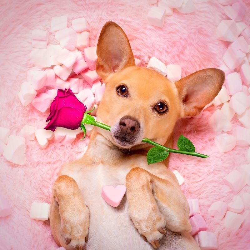 Happy Valentine's Day from Pet Perennials!