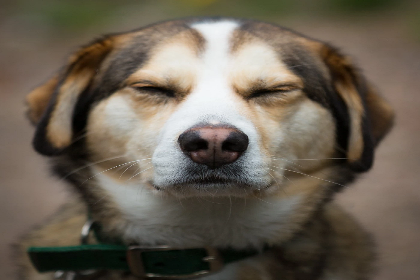 A Dad and His Dog: Things That Go Woof (Or Meow!) In the Night